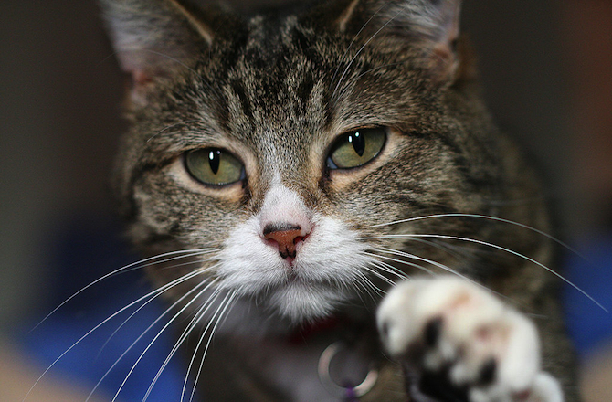 How Cats Work HowStuffWorks