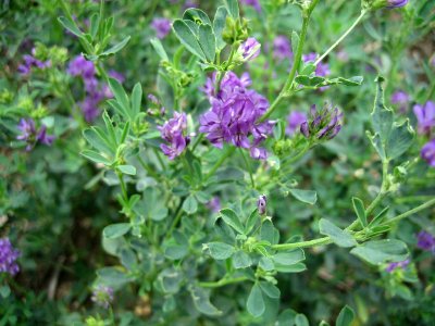 Alfalfa: Herbal Remedies | HowStuffWorks