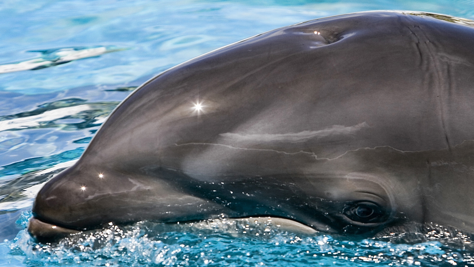Wholphin Sea Life Park Honey's Marine Park Is Sold, To Re Open In 2