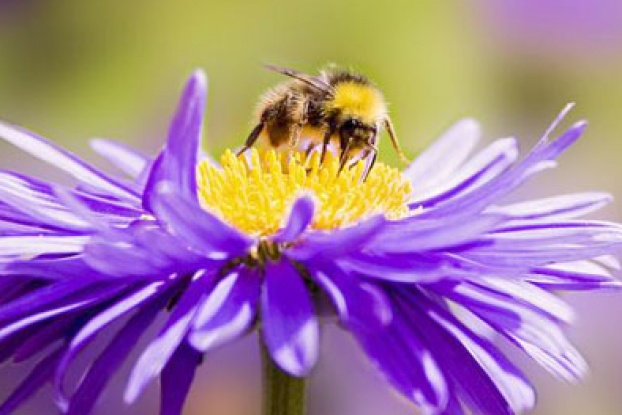 Bee Legs and Stingers - Bee Stings | HowStuffWorks