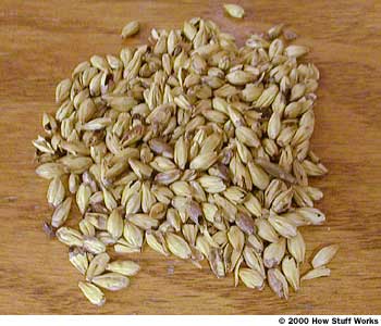 What's in Beer - How Beer Works | HowStuffWorks