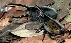 The World's Biggest Insects | HowStuffWorks