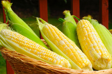 Do biofuels compete with food? | HowStuffWorks