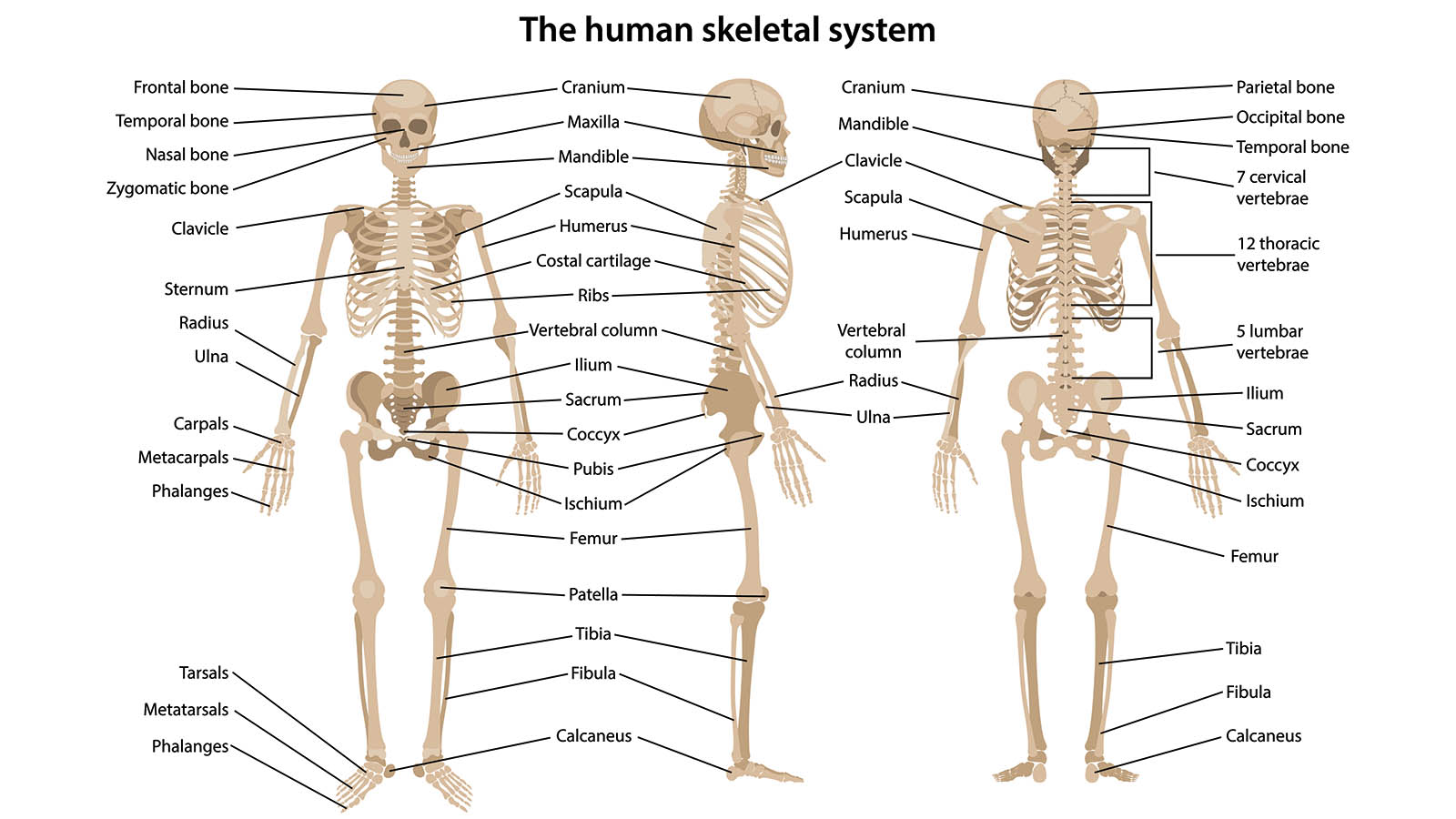 Human Arm Bones And Muscles