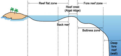 Coral Reef Zones | HowStuffWorks