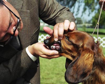 Criteria Used for Judging Show Dogs - Judging Dog Shows | HowStuffWorks
