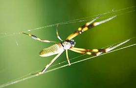 Don't Kill Spiders | HowStuffWorks