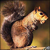 Mammal Guide -- Temperate Forest | HowStuffWorks