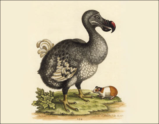 No. 4 - The Dodo - Top 10 Extinct Animals | HowStuffWorks