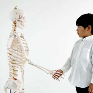 Body Parts | HowStuffWorks