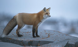 The Ultimate Fox Quiz | HowStuffWorks