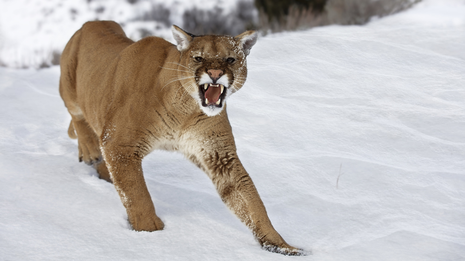 Lions top list of world's most dangerous cats as new ranking highlights ...