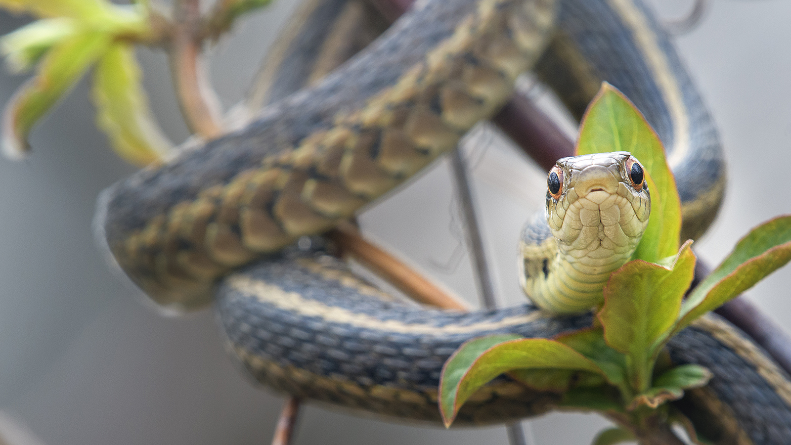 Baby Garter Snakes Are Dangerous How To Get Rid Of Snakes And Keep