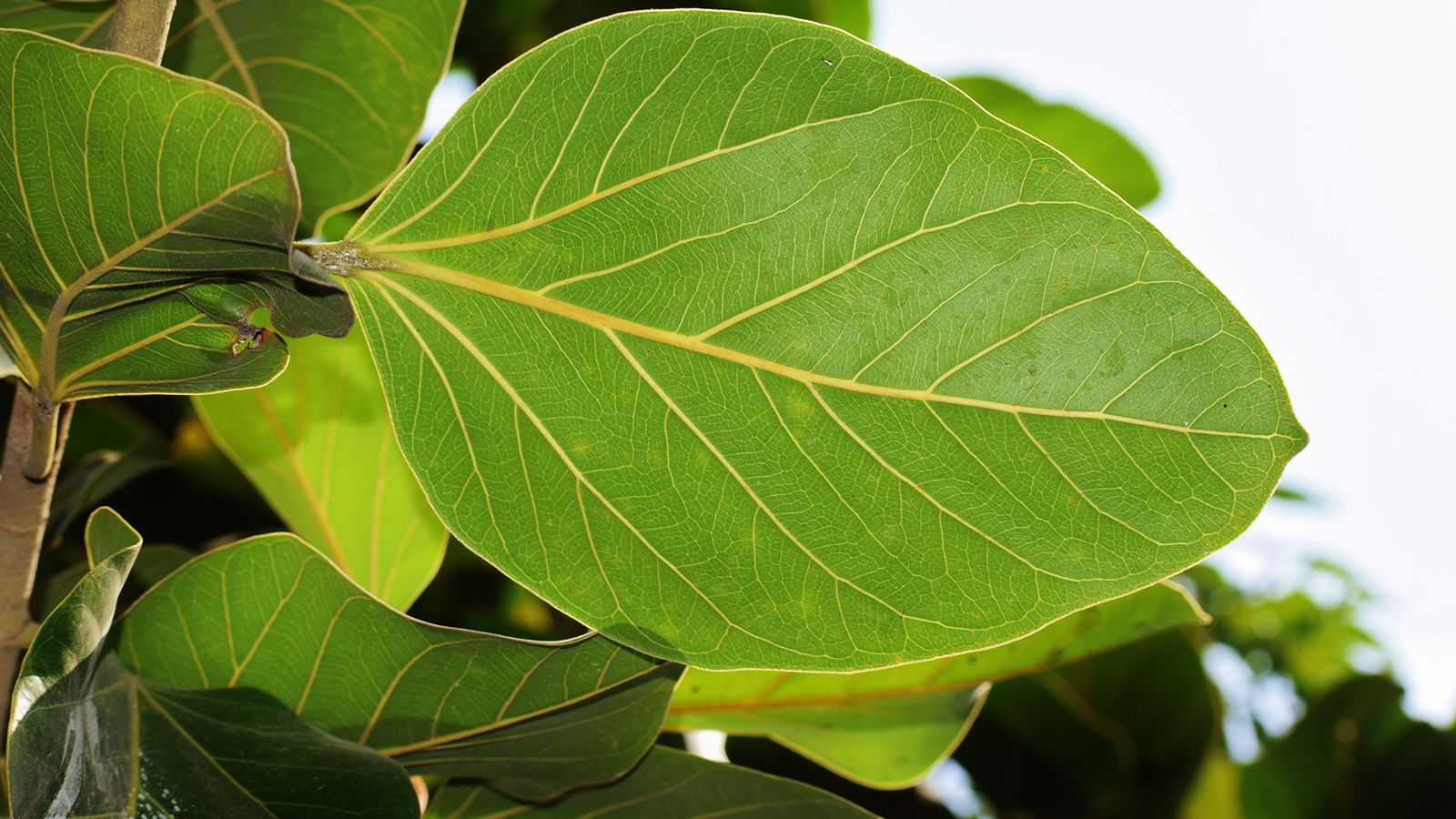 Banyan Tree Leaves Historic Banyan Tree In Maui Shows Signs Of Growth