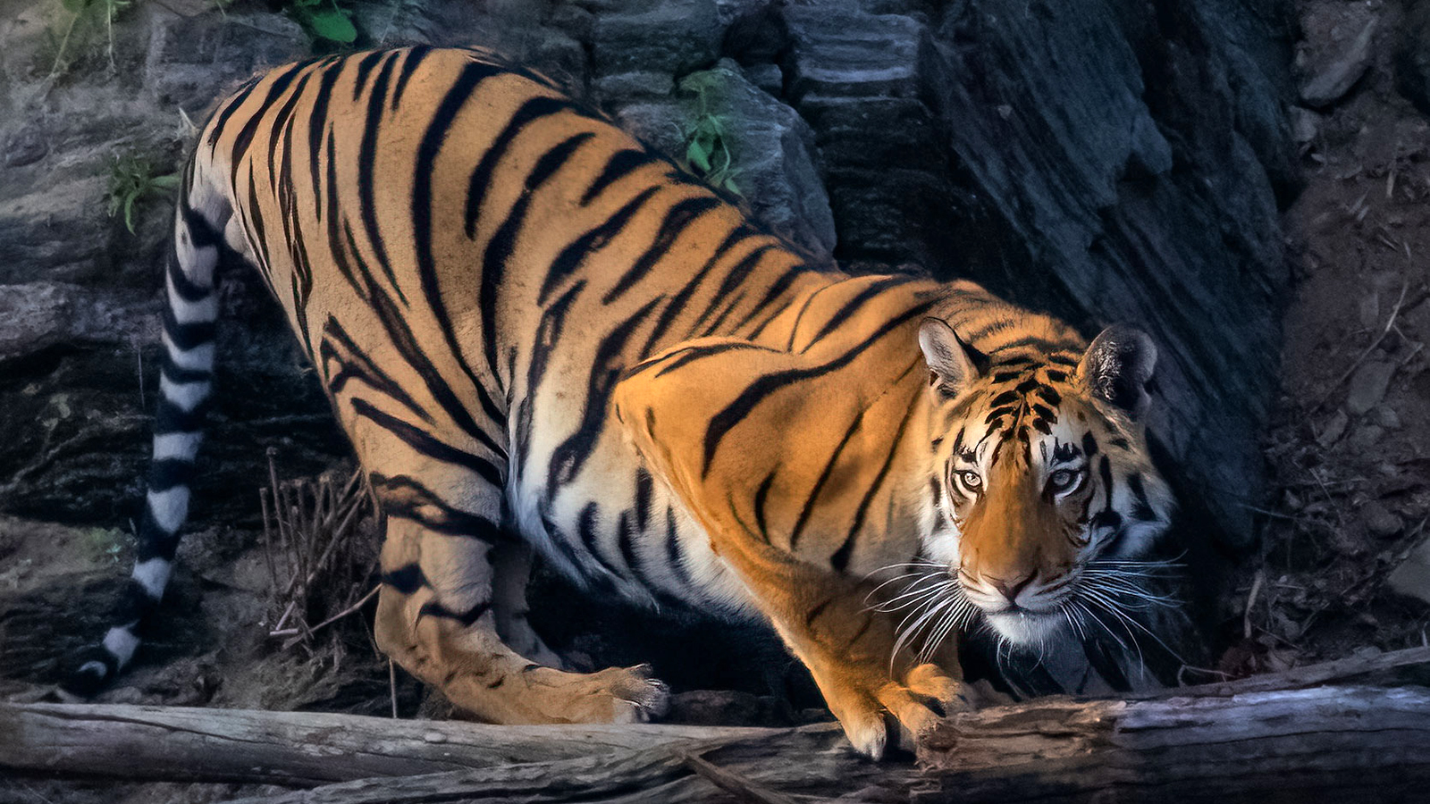Tiger Stalking Prey Gif