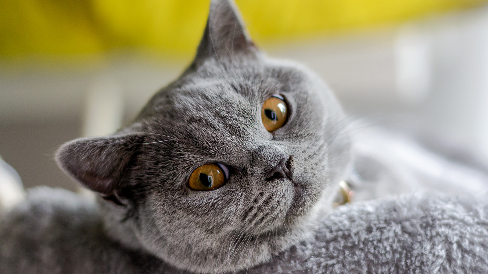British Shorthair Cats With Blue Eyes