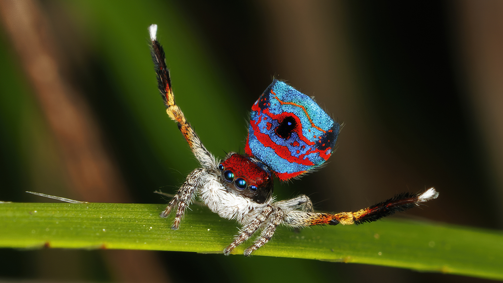 Peacock Spider Sciency Thoughts: Two New Species Of Peacock Spider