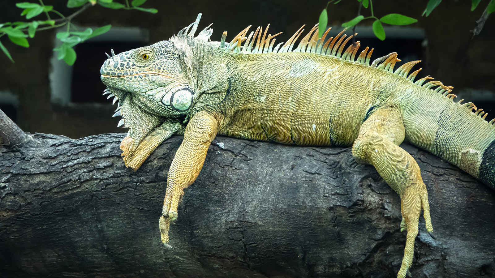 Green Iguana Images
