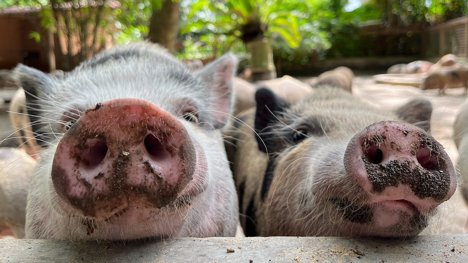 Wild Hogs And Domestic Pigs