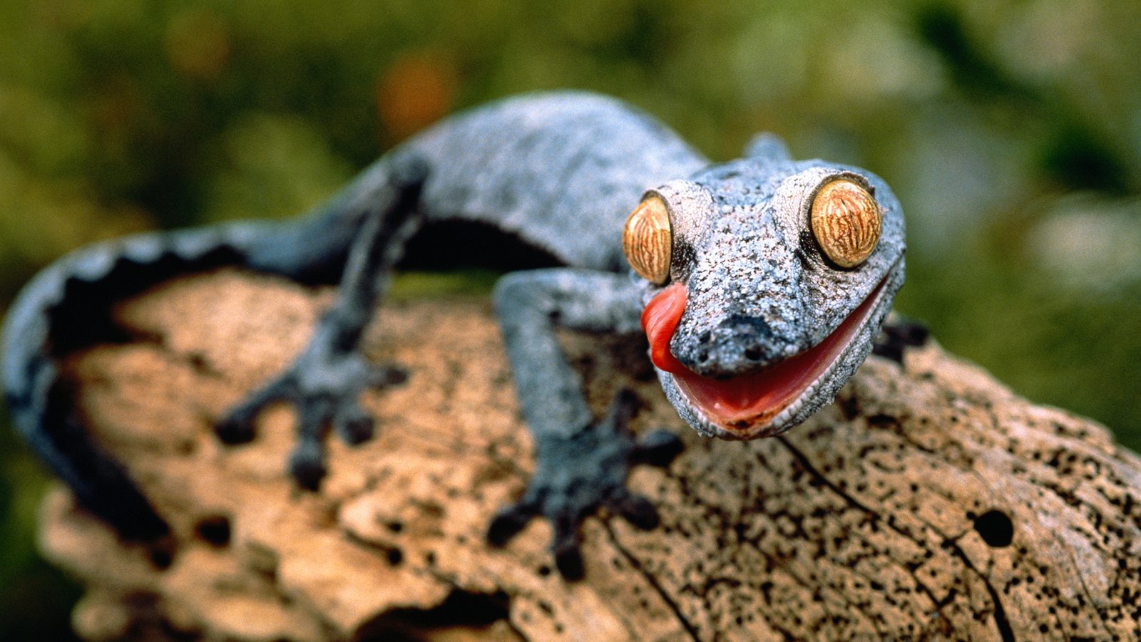 10 Examples Of Reptiles Joey Josselson (@callmethelamp) Fascinating