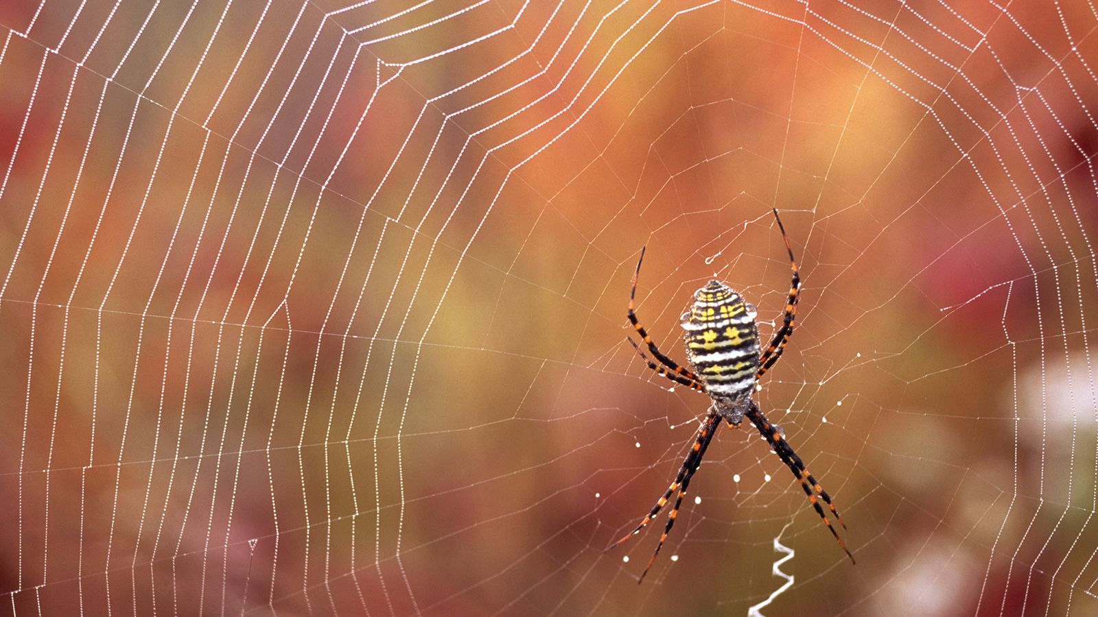 Weaving Spiders Come Not Here Meaning