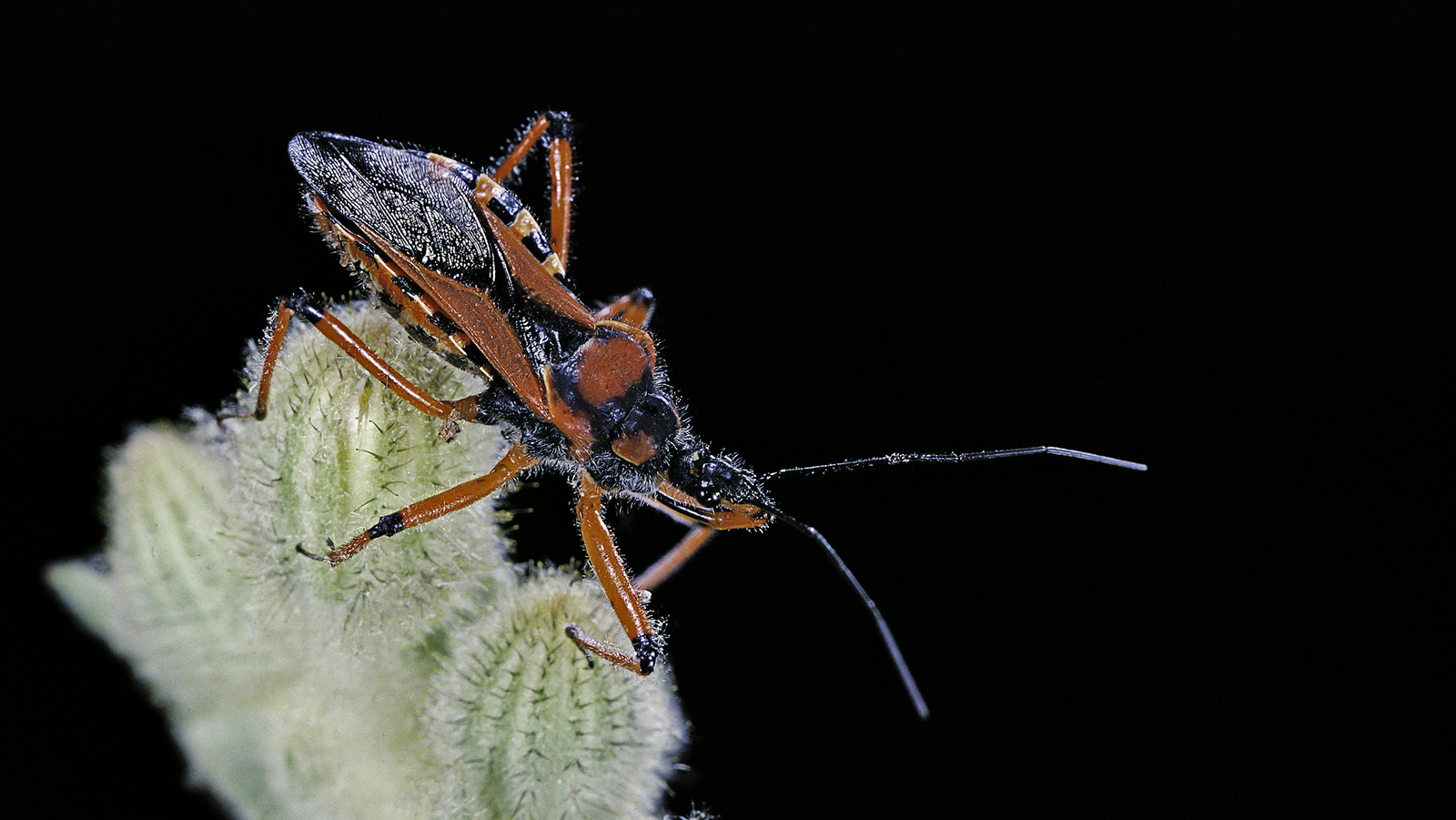 Wheel Bug Bite Symptoms