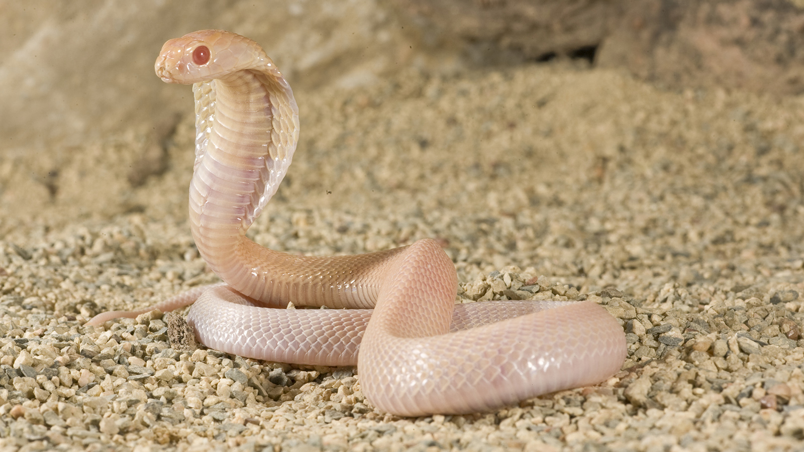 Baby Albino Snake
