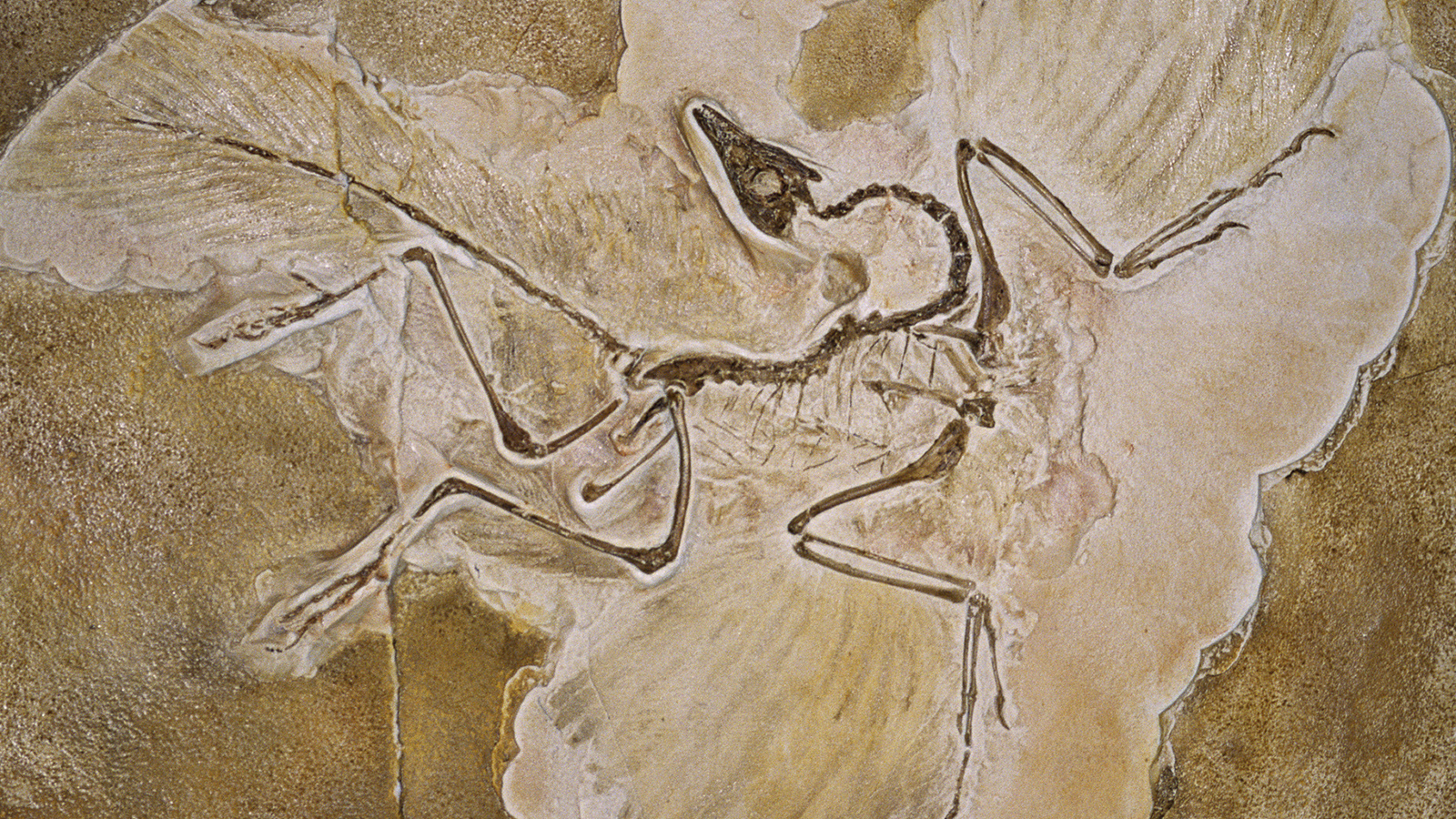 Ecosystems Still Feel The Pain Of Ancient Extinctions