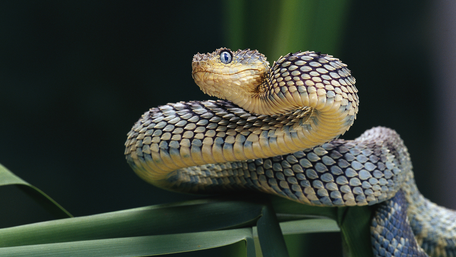 Viper Vs Snake Difference - Infoupdate.org