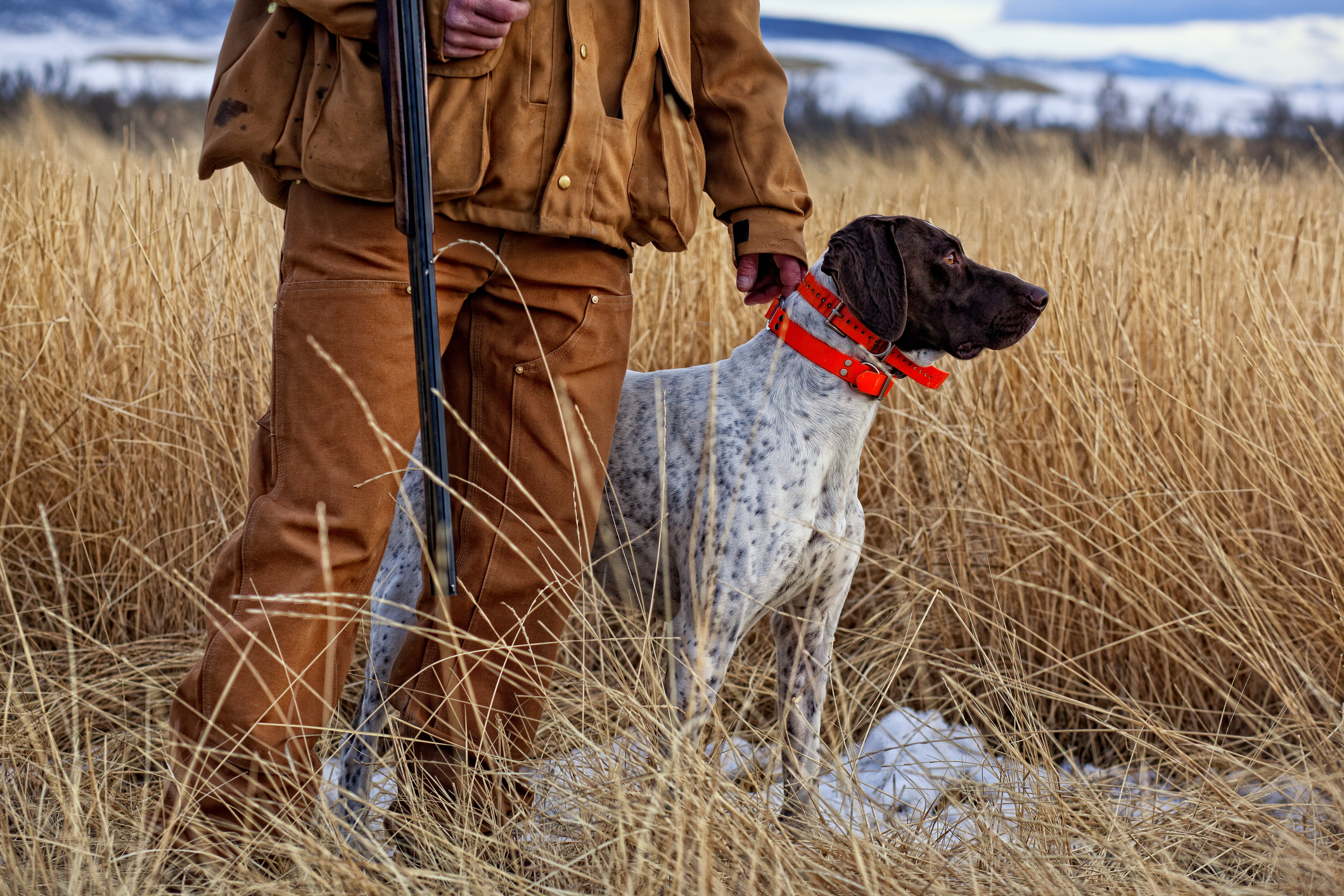 Deer Hunting Dog Breeds