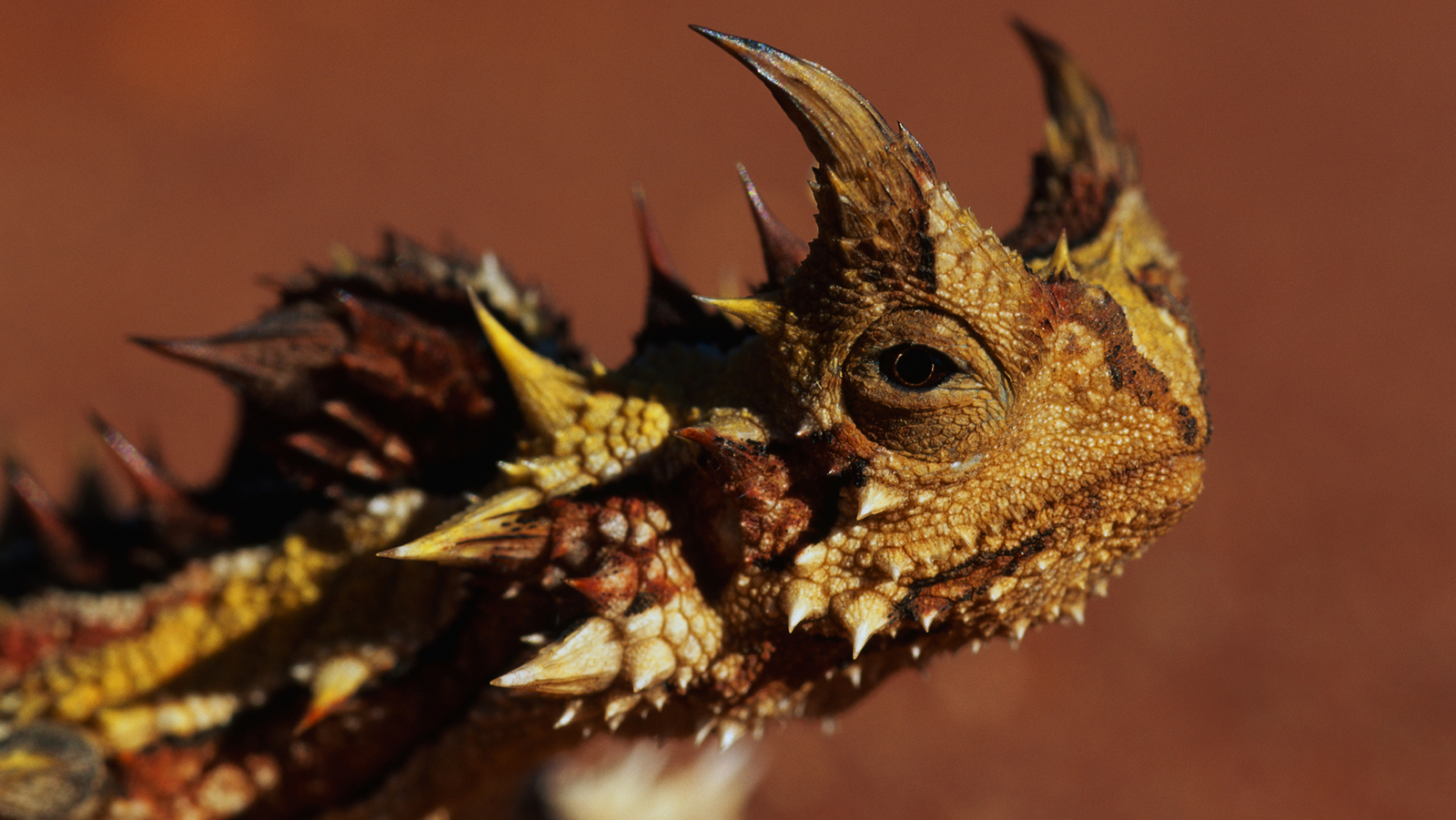 Thorny Devil Lizard Habitat