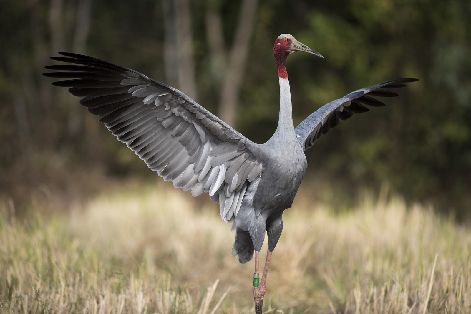 Largest Ever Flying Bird In The World - Infoupdate.org
