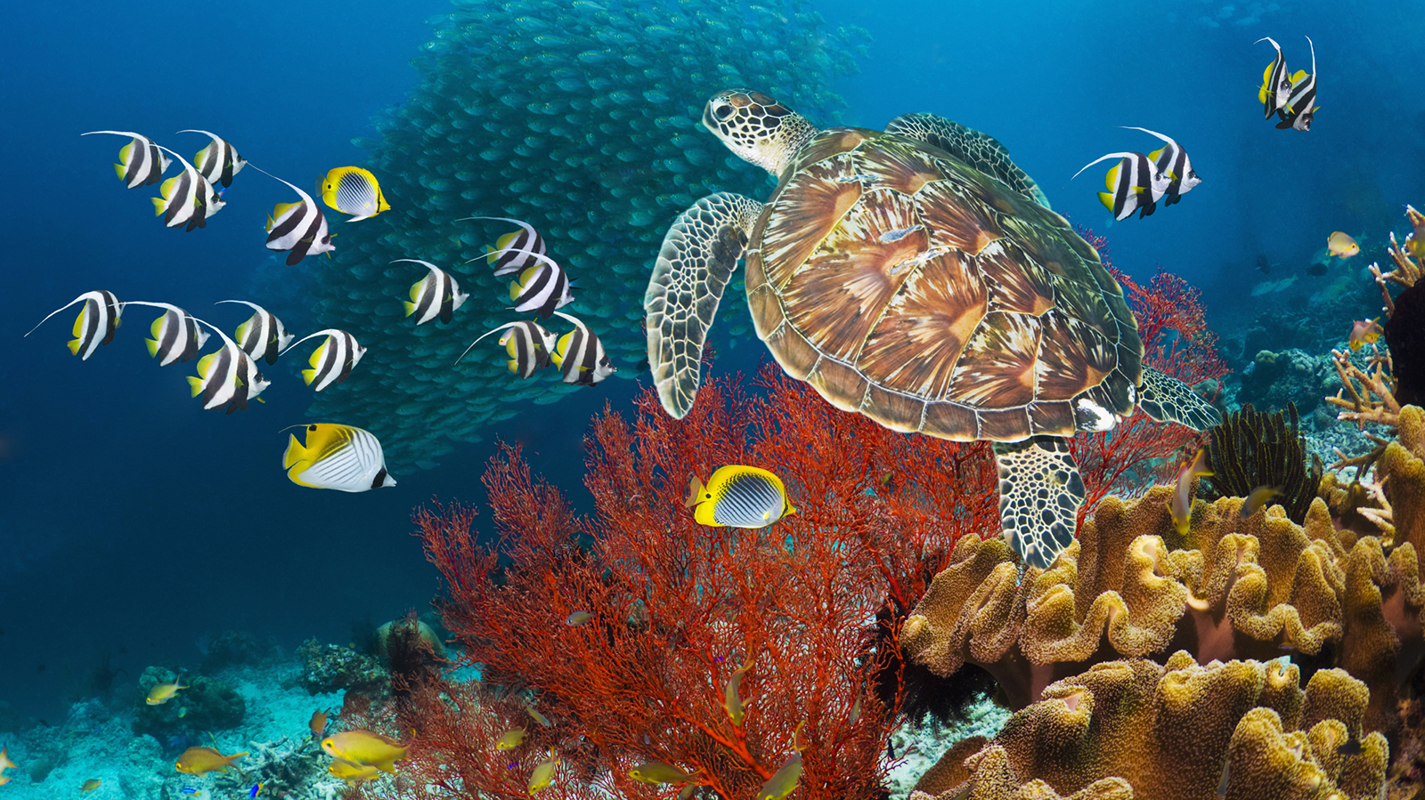 What Is A Green Sea Turtles Environment - Infoupdate.org