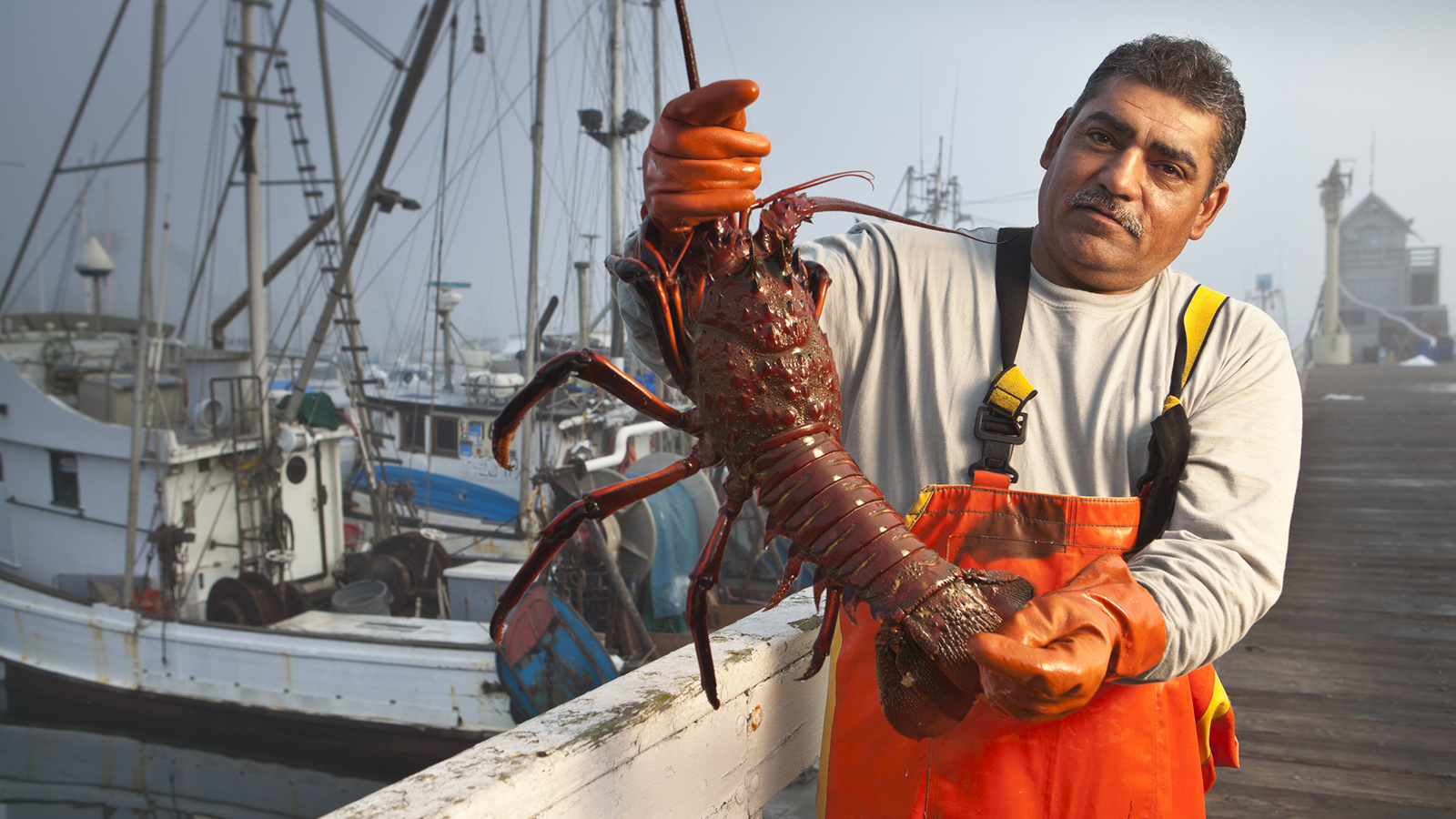 Worlds Largest Maine Lobster 🦞The Worlds Largest LOBSTER ROLL Is In