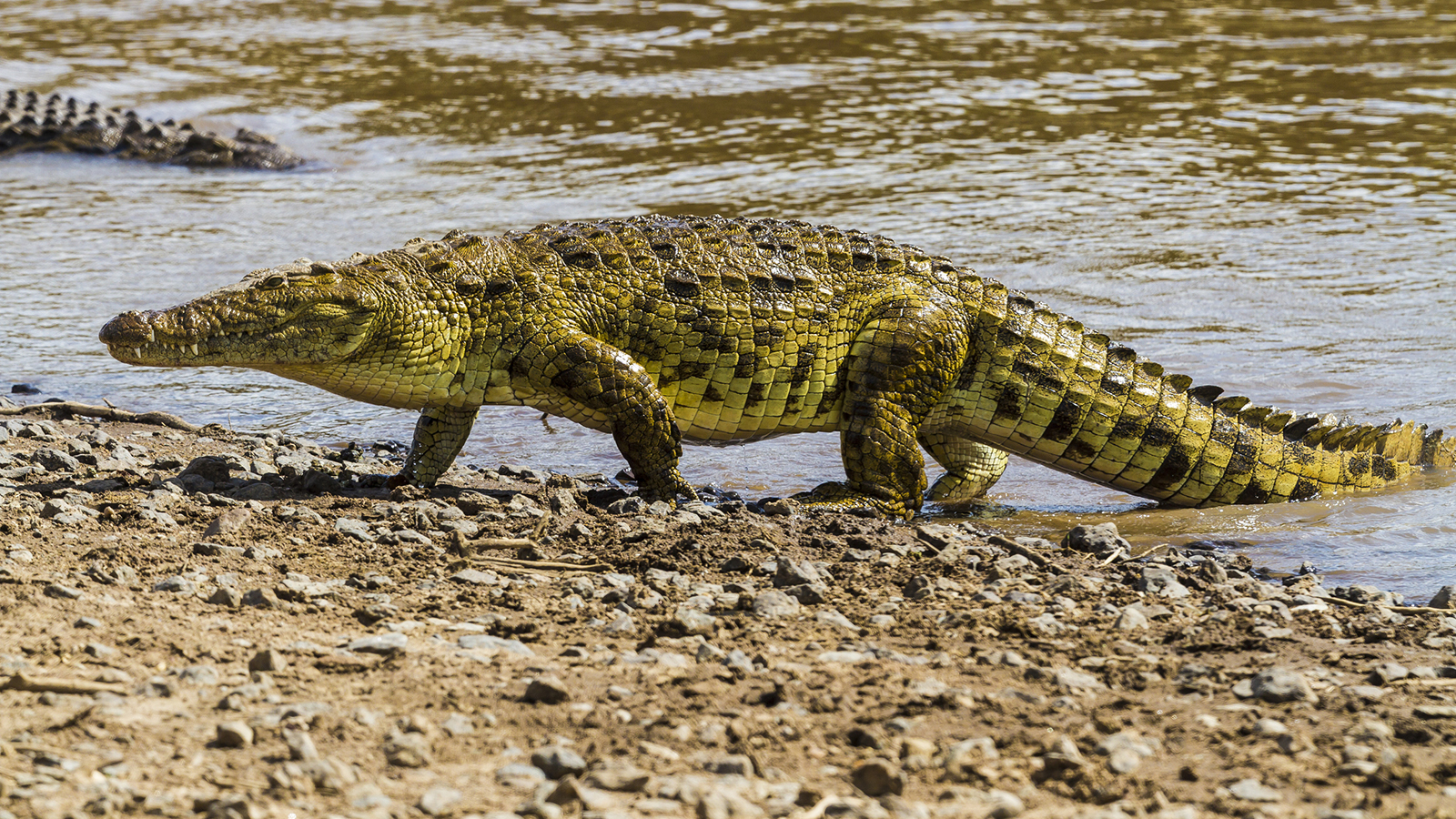 Nile River Crocodile Length Nile Crocodile Enters Florida, Researchers