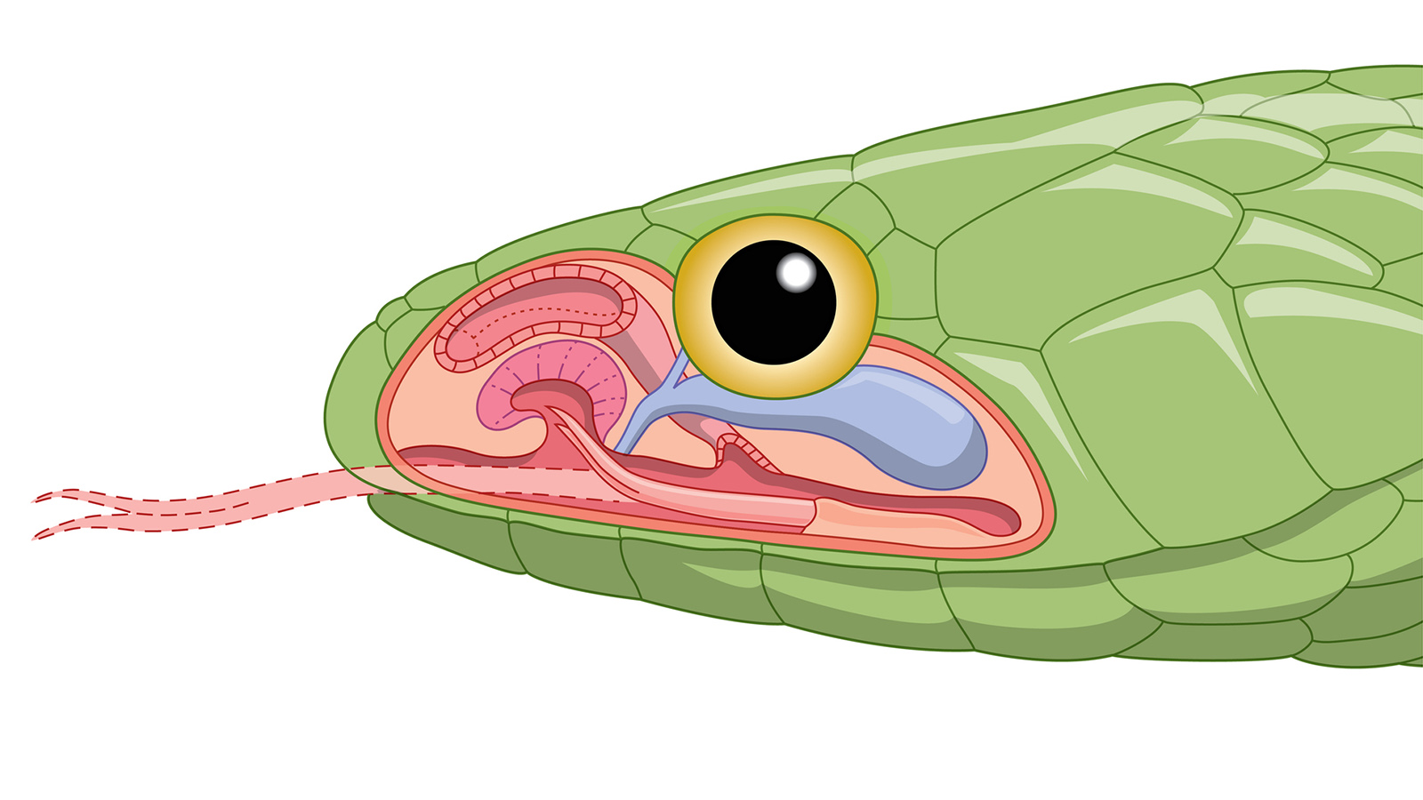 Snake Mouth Anatomy