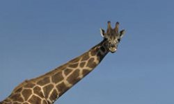 The Ultimate Giraffe Quiz | HowStuffWorks