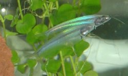 Glass Catfish | HowStuffWorks