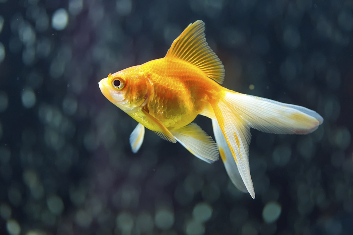 How much can a goldfish remember? | HowStuffWorks