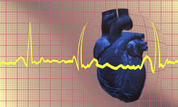 Heart Pictures | HowStuffWorks