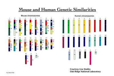 What have we learned from the Human Genome Project? | HowStuffWorks