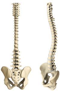 How does the spine form? | HowStuffWorks
