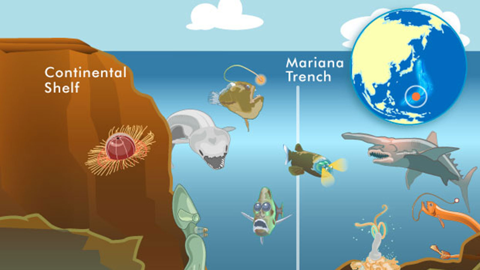 57 Sea Animals List For Kids Passatempo Samorim 57 Sea Animals List For Kids Passatempo Samorim
