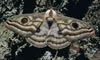 Moth Activities for Kids | HowStuffWorks