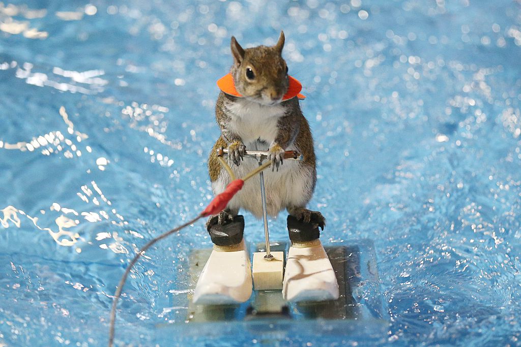 10 Animals With Better Jobs Than You HowStuffWorks