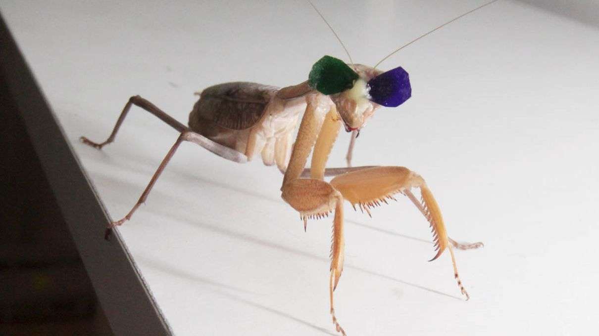 Praying Mantis Lifetime Movie - Infoupdate.org