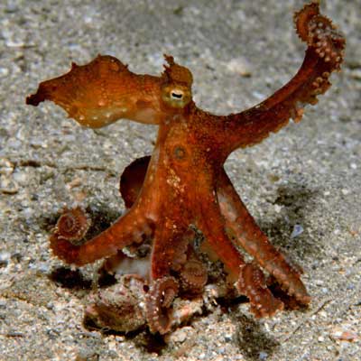 Octopus Personality and Lucretia McEvil | HowStuffWorks
