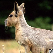 Patagonian Cavy | HowStuffWorks