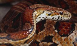 How to Get Rid of Mites on Snakes | HowStuffWorks