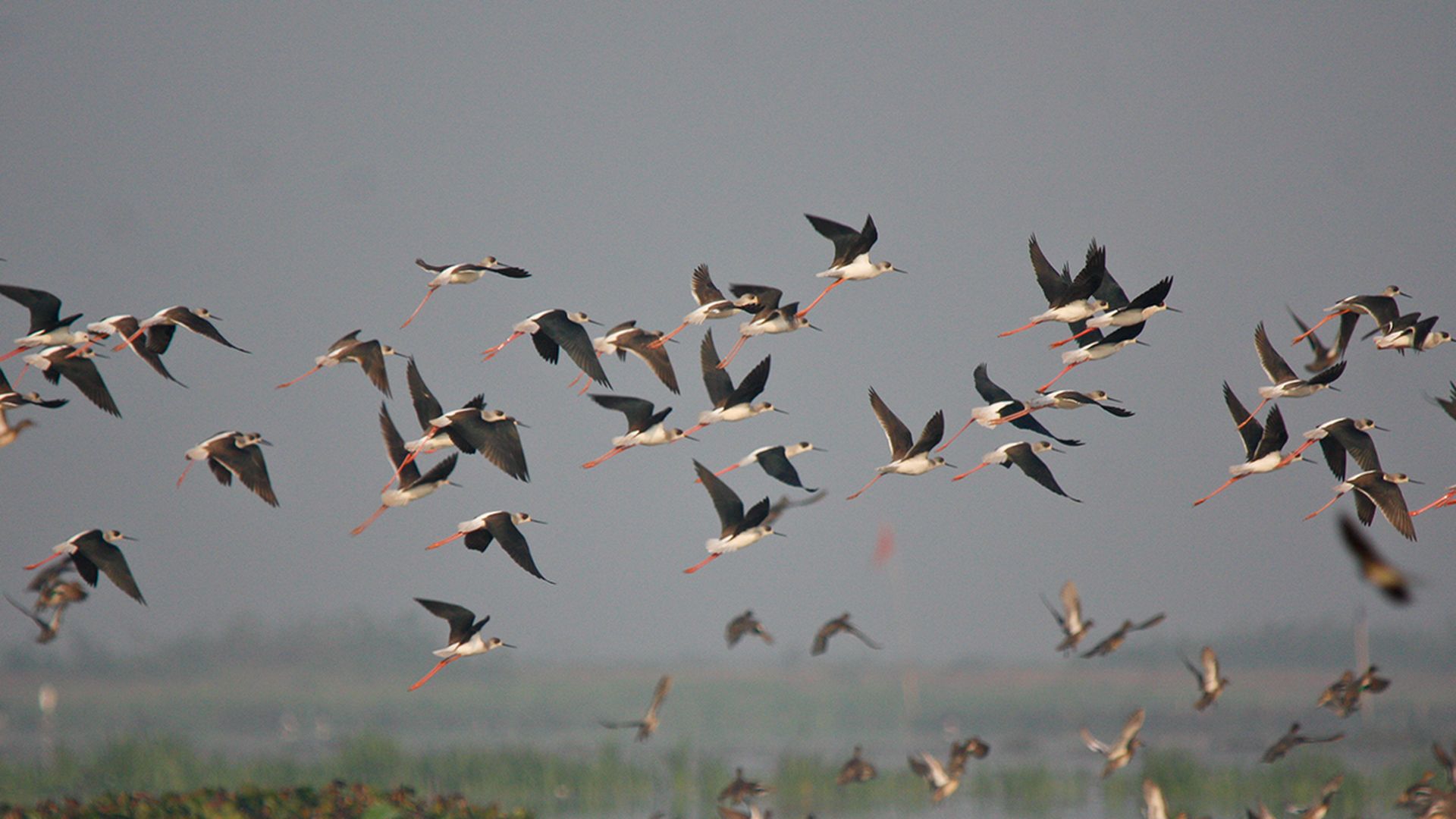 Australian Birds Flying
